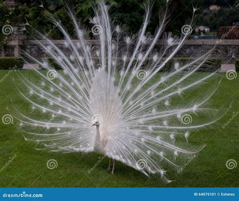 El Pavo Real Blanco Imagen De Archivo Imagen De Cubo 64075101