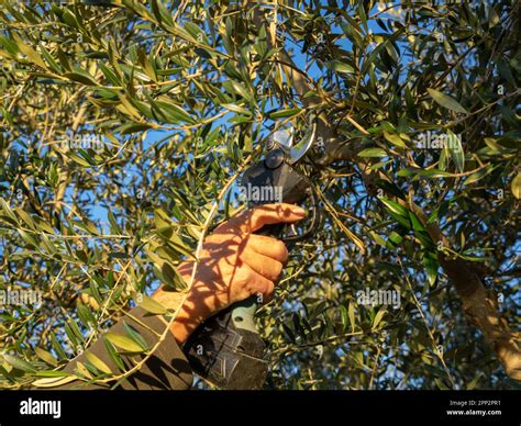 A Human Hand Holding A Pair Of Electric Shears While Pruning An Olive Tree Stock Photo Alamy