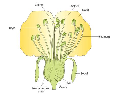 What Are The Male Parts Of A Flower And Their Functions Cl 10