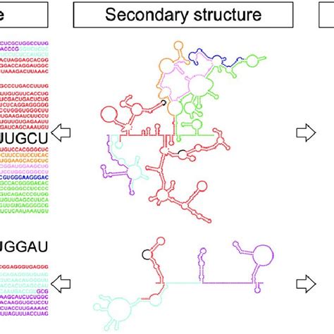 Lncrna Structured Motifs Identified By Secondary And Tertiary Structure Download Scientific