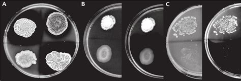 Exploring The Exceptional Properties Of Streptomyces A Hands On