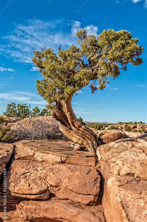 Junipers Desert
