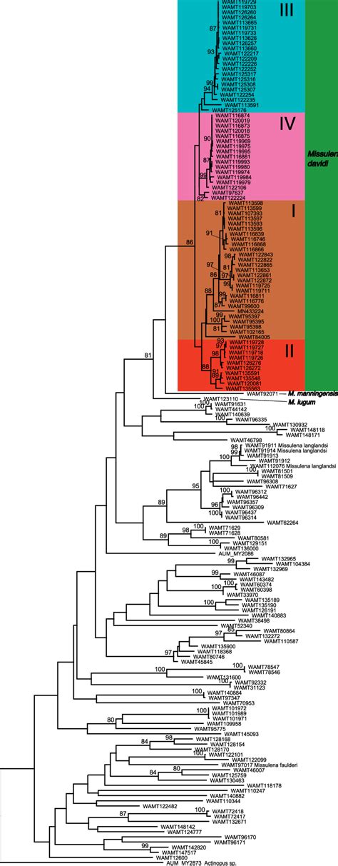 Maximum Likelihood Phylogeny Of All Download Scientific Diagram