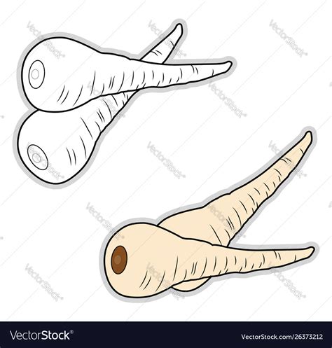 Fresh Parsnip On White Background Royalty Free Vector Image