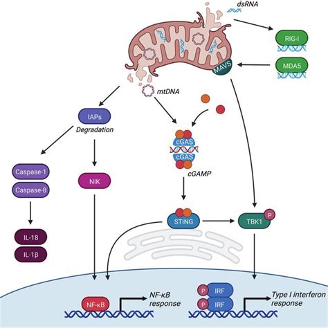 Momp Induced Inflammation Momp Activates Several Pro Inflammatory Download Scientific Diagram