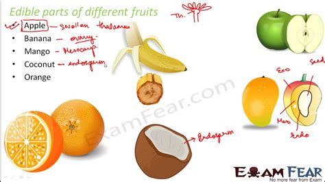 Banana Is A Parthenocarpic Fruit At Theresa Ryan Blog