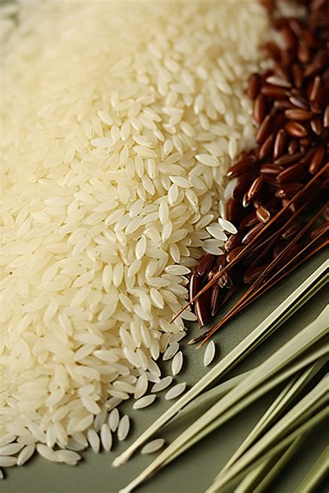 쌀 배경 배경 화면 및 일러스트 무료 다운로드 Pngtree