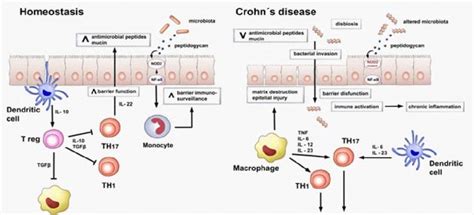 Mucosal Homeostasis And Immunological Tolerance In Healthy Gut And Download Scientific Diagram