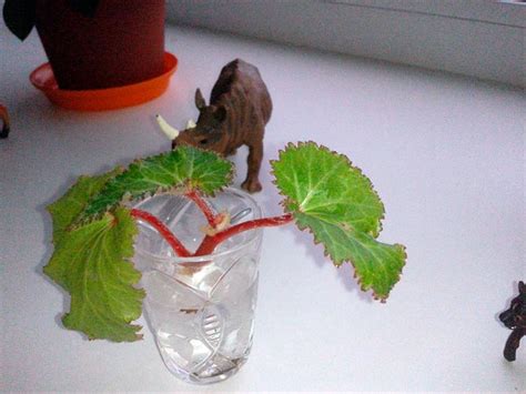 Begonia real Más de 1000 PLANTAS Y FLORES del mundo