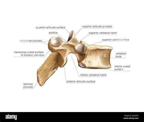 Thoracic Vertebra Lateral View Lumbar Vertebrae Lateral View Stock