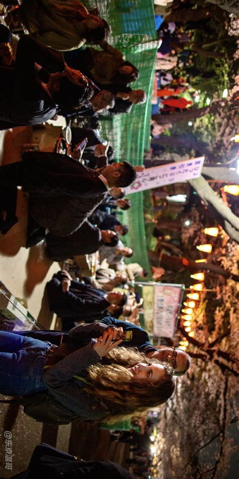 东京温哥 on Twitter 日本现场 夜晚樱花树下 想真正了解一个国家你得走进老百姓的生活当中而不是只在著名景点逗留可以去狂狂