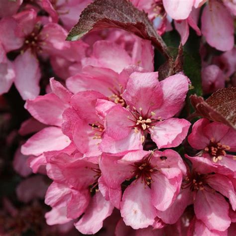 Raspberry Spear® Crabapple Sooner Plant Farm