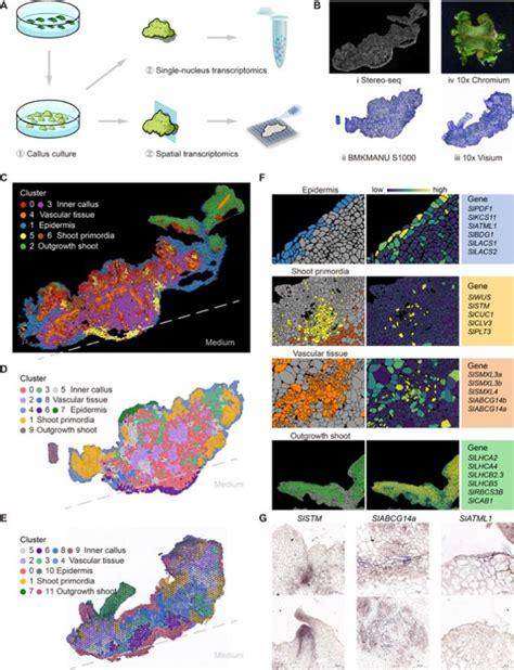 Pnas 李博生 邓兴旺合作团队首次构建植物愈伤组织芽再生的空间转录组图谱