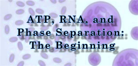 Atp Rna And Phase Separation The Beginning Evolutamente It