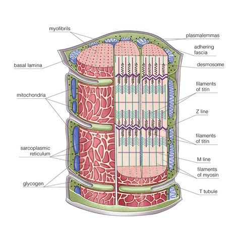 Cardiac Muscle Contractile Appearance 1 Photograph By Science Photo Library Pixels