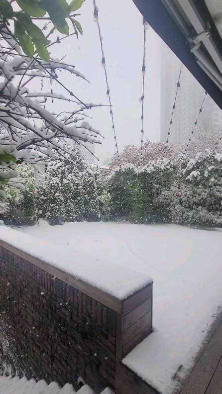 스투디오사이 눈이 펑펑 오는 스투디오 사이 도심 속 담장 너머로 한 집에서 시작되는 두 사람의 이야기 사계절을 담은 자연주의 뜰 밝고 화사한 분위기의 거실 가장