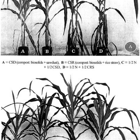 Nutrient Concentrations In Dried Corn Plant Leaves And Stem At 45 Download Table
