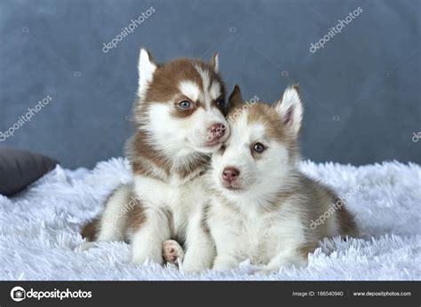 Red Siberian Husky Puppies With Blue Eyes