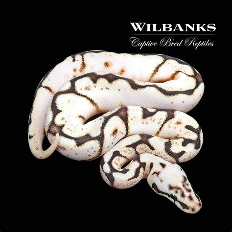 Bumble Bee Yellow Belly Ball Python By Wilbanks Captive Bred Reptiles