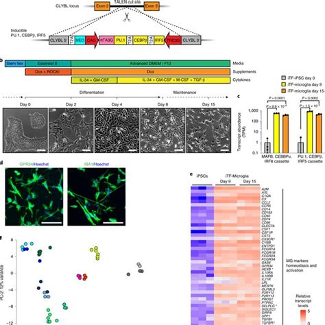 Rapid Differentiation Of Ipscs Into Microglia Like Cells Download Scientific Diagram