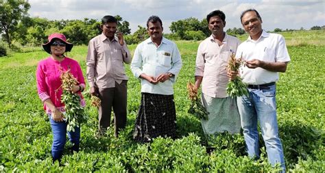 India Groundnut Farmers Seed Business Debut Yields Big Profits Cgiar
