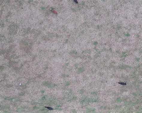 Wildlifeanimalsdetection Object Detection Model By Objectdetectionprep