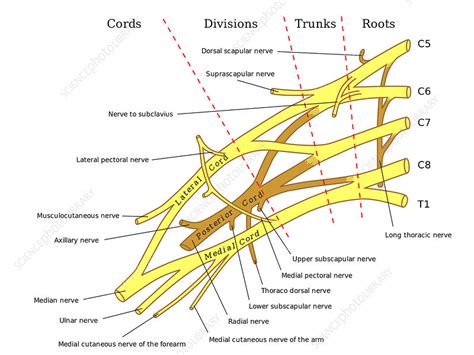 Right Brachial Plexus Illustration Stock Image C Science Photo Library