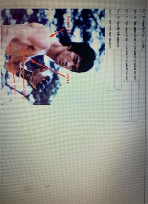 Solved Part A Identify This Musde Part B This Muscle In