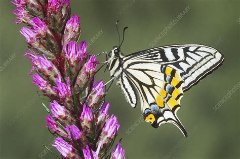 Swallowtail Butterfly Papilio Xuthus Stock Image Z355 1243 Science Photo Library