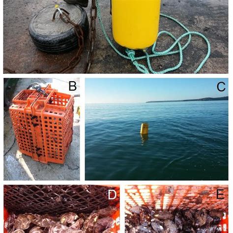 Sampling Station Established In Site A A Float And Mooring Equipment Download Scientific