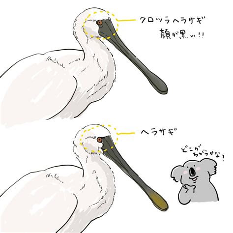 クロツラヘラサギの生態と特徴イラストと画像あり mililie
