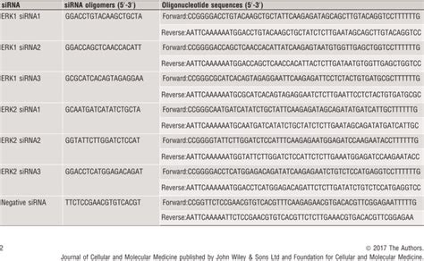 Sirna Oligomer Sequences And Oligonucleotide Sequences Download Table