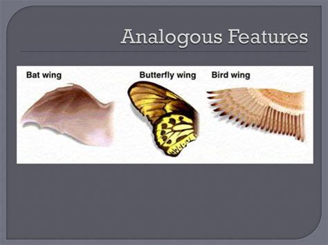 Evidence For Evolution Ppt Download
