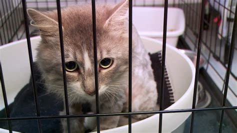 Kitty 911 Tvnz Ondemand