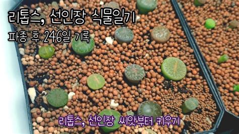 리톱스 선인장 씨앗부터 키우기 파종 후 246일의 기록 리톱스 첫 탈피 방법 리톱스 분갈이 방법 한번에 알아보기 식물 성장 기록 식물일기 Youtube