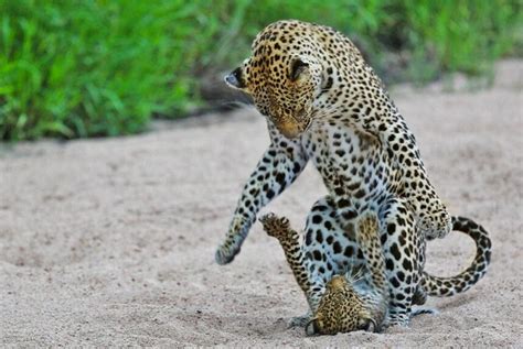 Watch Leopard Cub Forces Mom To Play