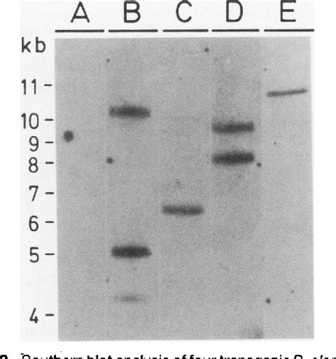 Figure From Transformation Of Brassica Napus And Brassica Oleracea Using Agrobacterium
