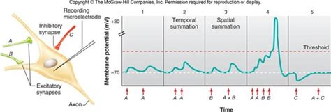 5 Synaptic Transmission Flashcards Quizlet