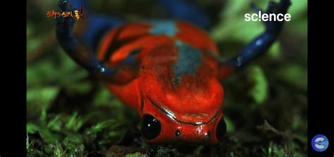 딸기독화살개구리