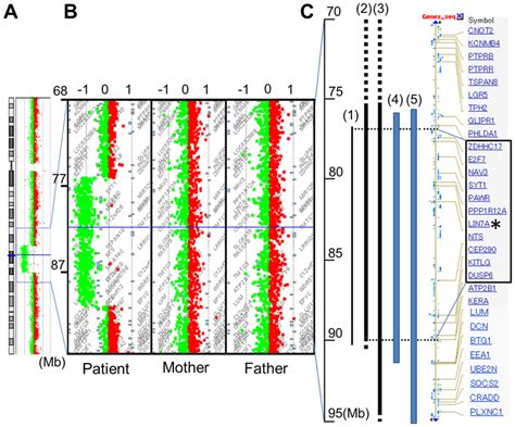 Array CGH Analysis Of Chromosome 12 A Array CGH Analysis Of The Download Scientific Diagram