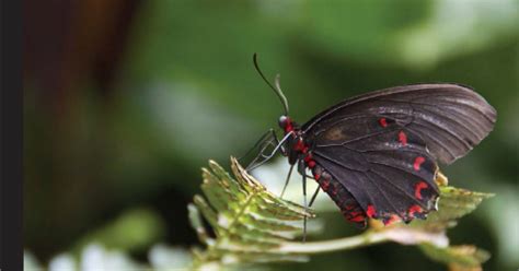 Desarrollo Net Web Html5 Javascript Móviles Y Más El Libro Del