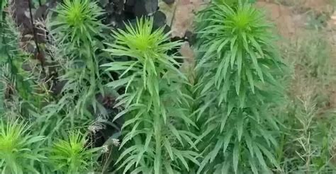 3天除草草铵膦这样用见效最快 杂草