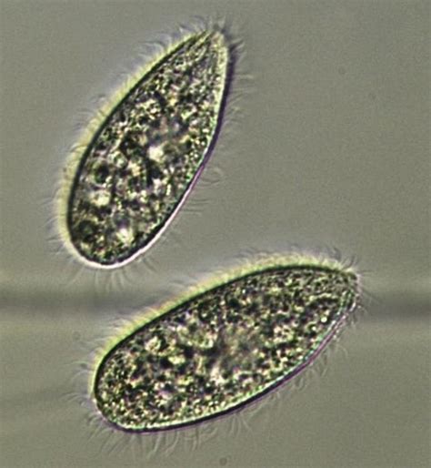 24 Acidophiles Examples Studiousguy