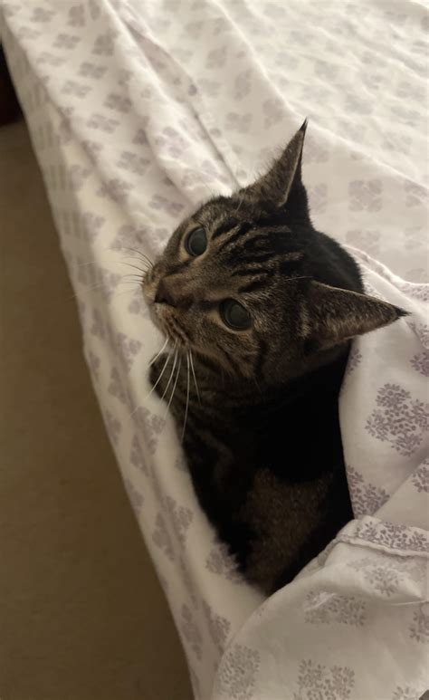 Had A Photoshoot With My Mokie Today R Standardissuecat