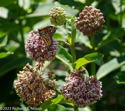 Monarch On Milkweed One Plant The Flowers Are Generally F… Flickr