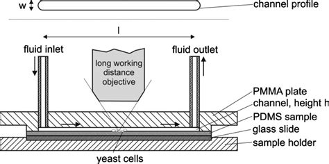 Polyelectrolyte Multilayer Surface Functionalization Of Poly