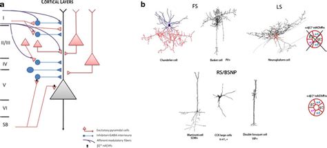 A Cortical Layers And Their Input And Output Connections B Gabaergic Download Scientific