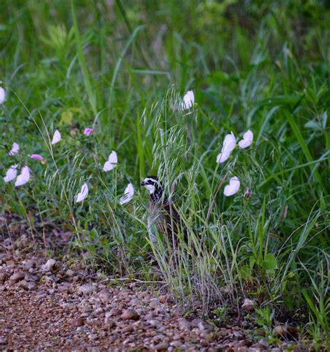 Guest Feature Northern Bobwhite Colinus Virginianus Breeding Season