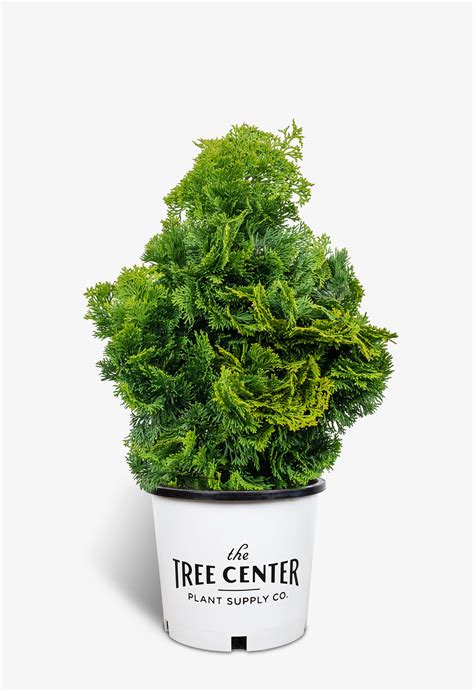 Hinoki Cypress For Sale Online The Tree Center