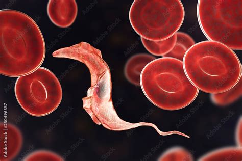 Trypanosoma Cruzi Parasite 3d Illustration A Protozoan That Causes Chagas Disease Transmitted